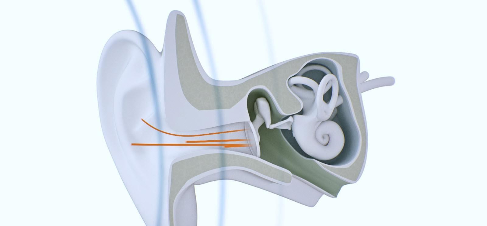 Anatomie Diagram Van Het Achterste Oor