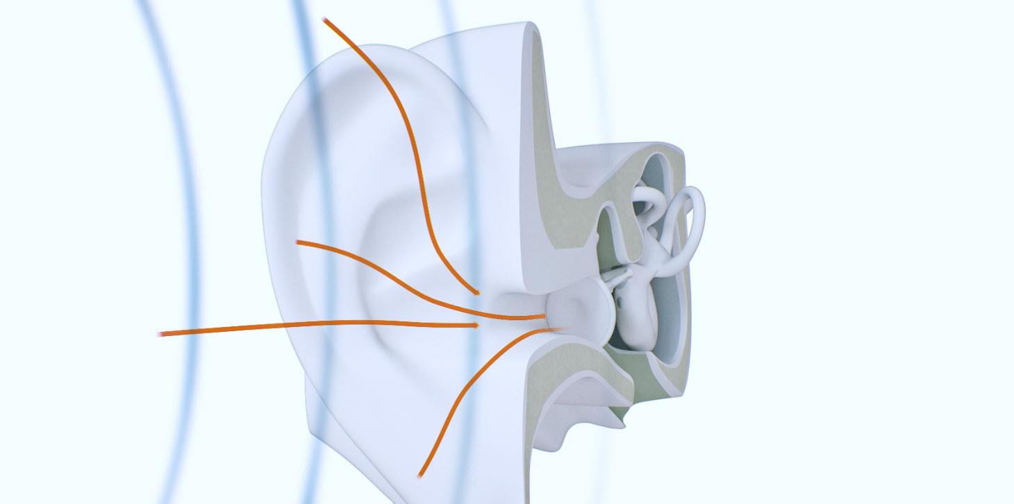 Ear Anatomy Outer Outer Ear An Overview | ScienceDirect Topics